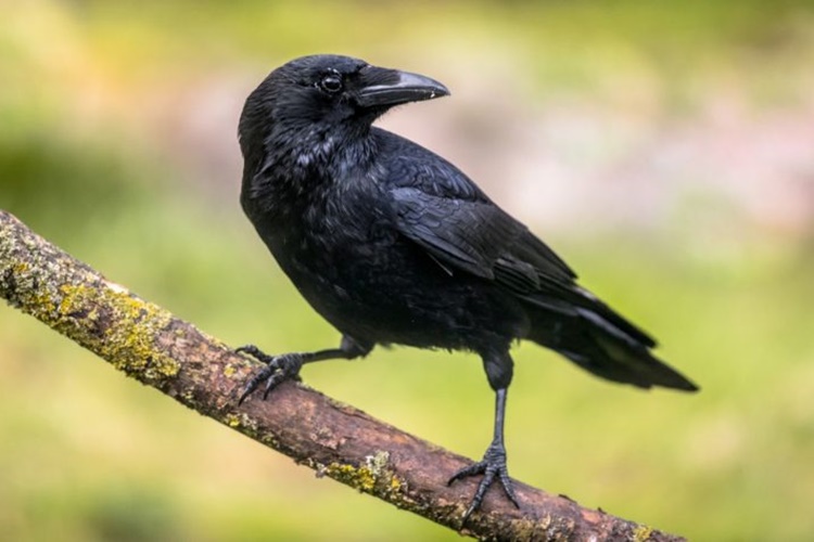 Karga Nasıl Eğitilir? - Güncel Oku