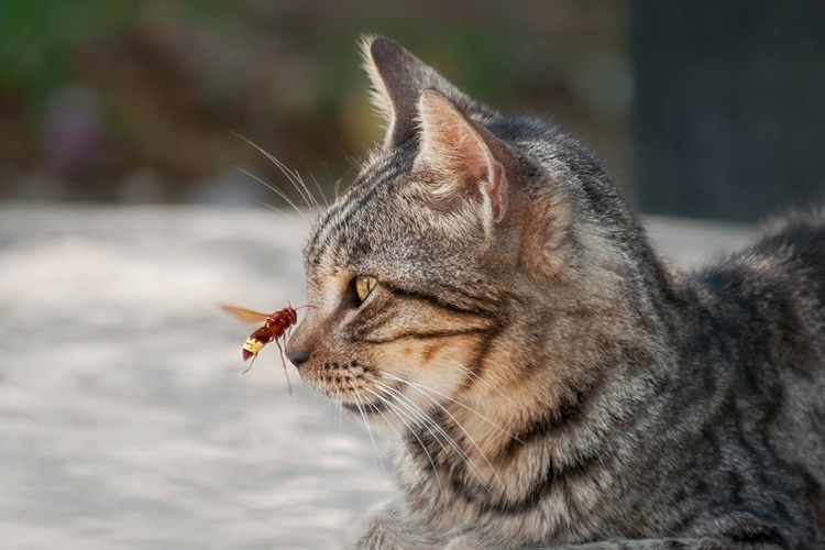 Kedi Isırığına Hangi Krem İyi Gelir? - Güncel Oku