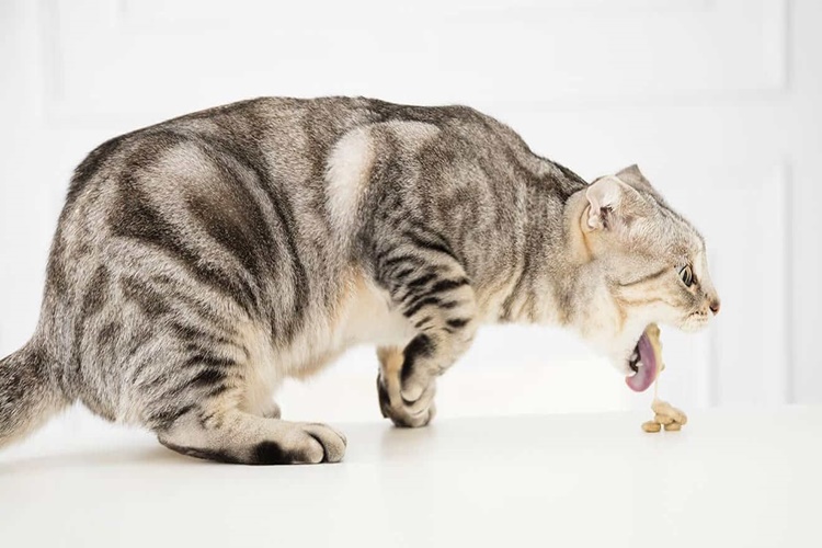 Kediler Neden Kusar? - Güncel Oku