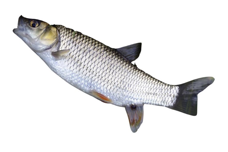 Kefal Balığı Boy Uzatır Mı? - Güncel Oku