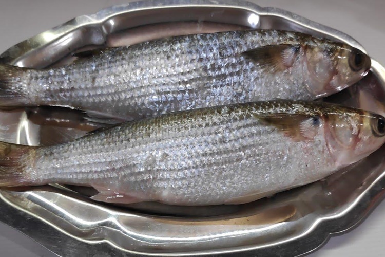 Kefal Balığı Hangi Saatlerde Tutulur? - Güncel Oku