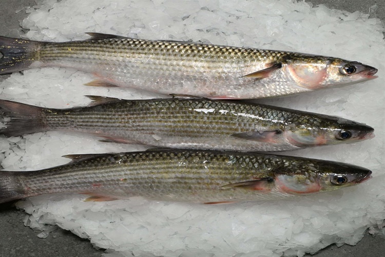 Kefal Kılçıklı Mı? - Güncel Oku