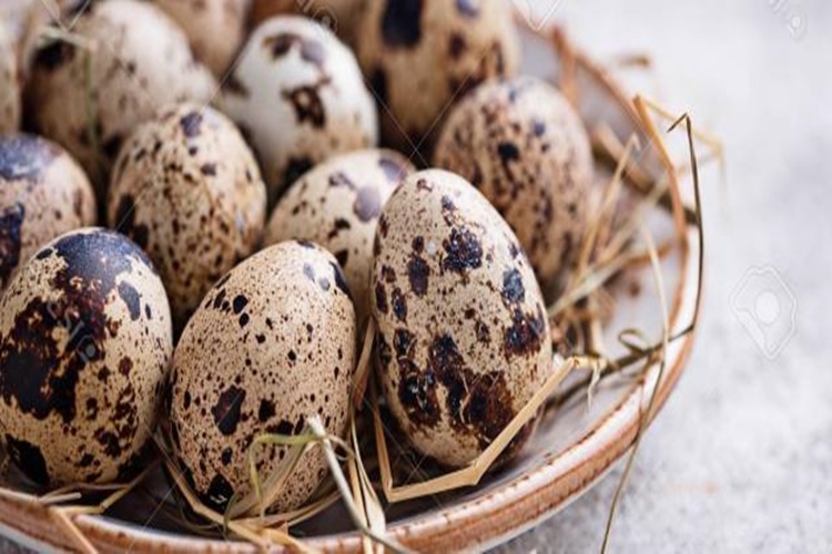 Keklik Yumurtası Fiyatı Kaçtır? - Güncel Oku