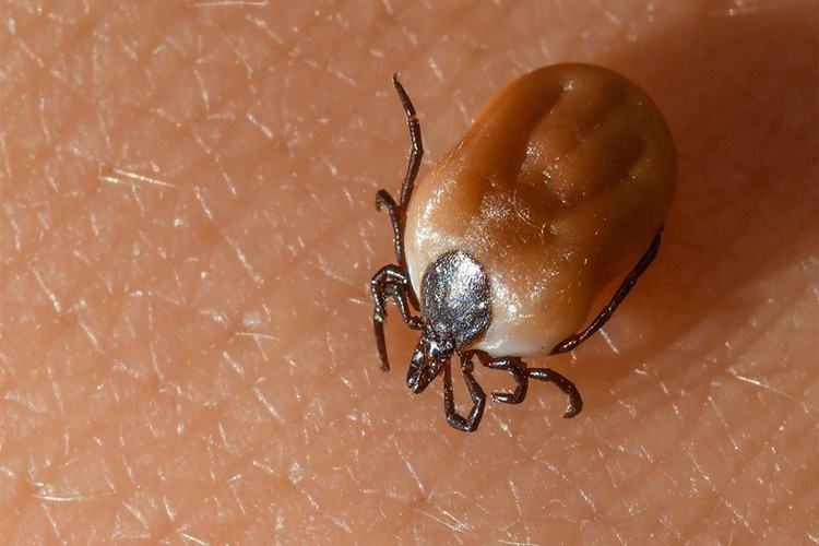 Kene Isırması Nasıl Fark Edilir? - Güncel Oku