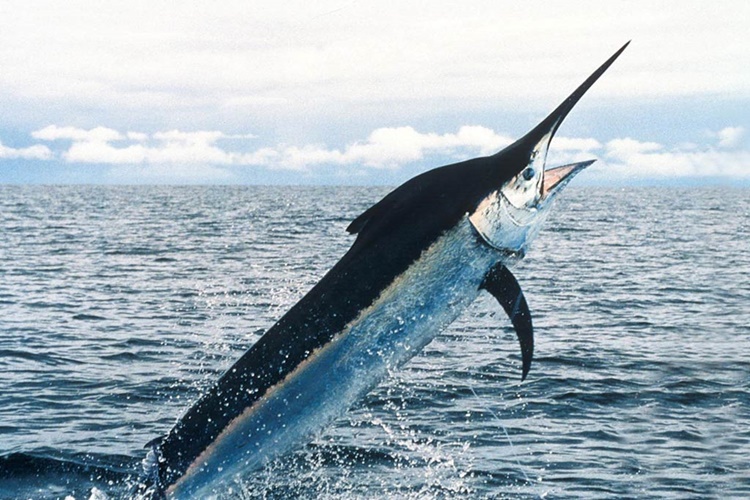 Kılıç Balığı Türkiye’de Nerelerde Bulunur? - Güncel Oku