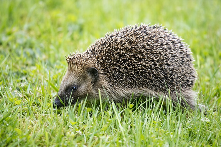 Kirpi Ne İle Beslenir? - Güncel Oku