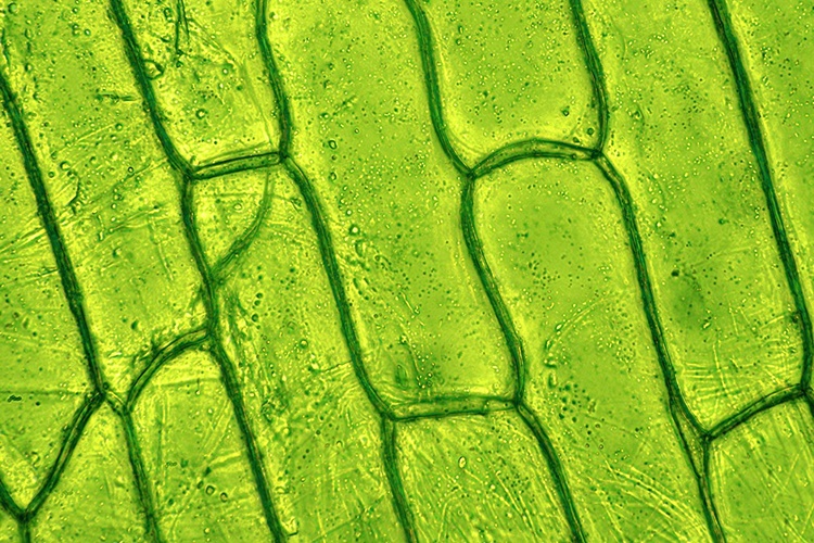 Klorofil Nedir? - Güncel Oku
