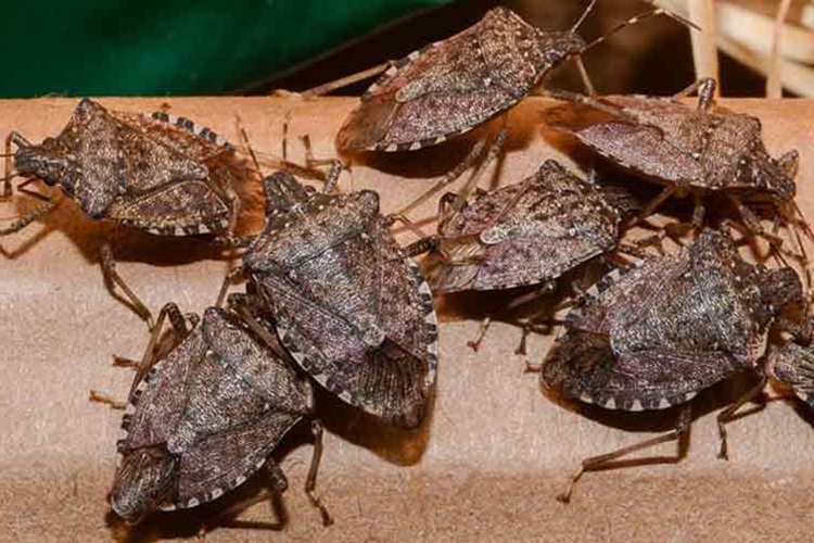 Kokarca Böceği Nasıl Yok Edilir? - Güncel Oku