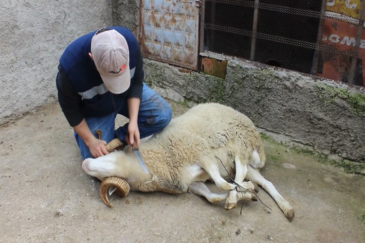 Koyun Nasıl Kesilir? - Güncel Oku