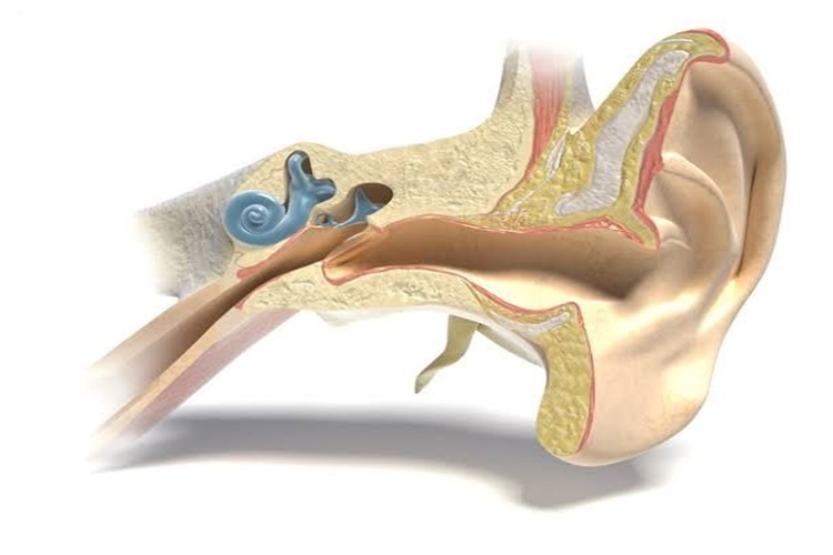 Kulak Kristali Oynaması Tedavi Edilmezse Ne Olur? - Güncel Oku