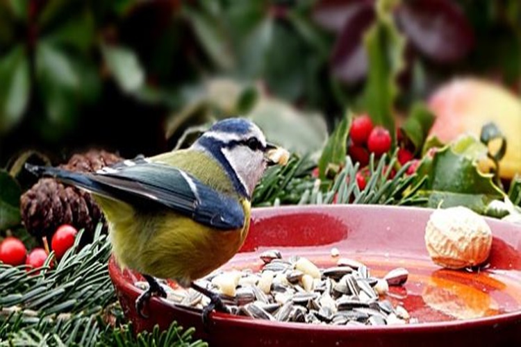 Kuş Yemi Kaç Günde Bayatlar? - Güncel Oku