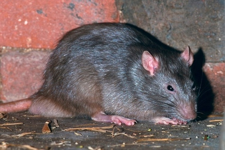 Lağım Faresi Nasıl Yok Edilir? - Güncel Oku