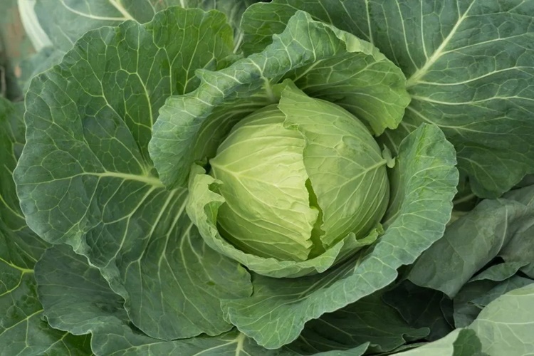 Lahana Hangi Ayda Çıkar? - Güncel Oku