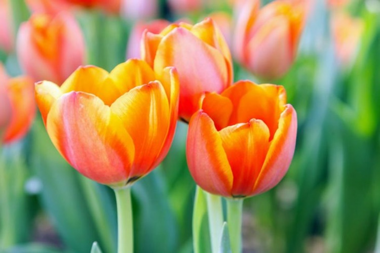 Lale Bakımı Nasıl Yapılır? - Güncel Oku