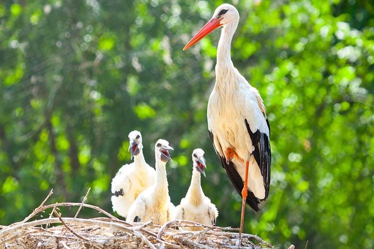 Leylek Türkiye'de Nerede Yaşar? - Güncel Oku