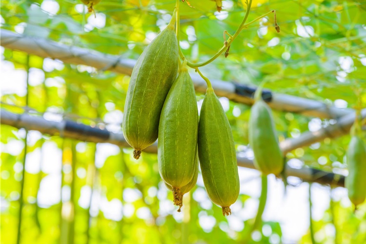Lif Kabağı Tohumu Nasıl Ekilir? - Güncel Oku