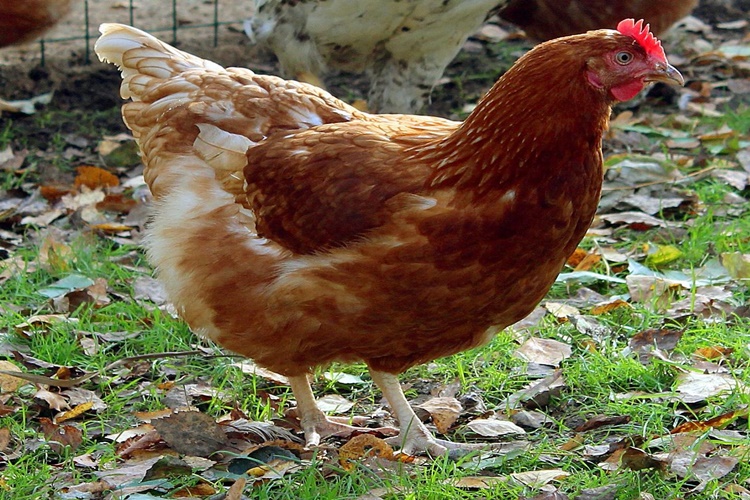 Lohman Brown Soğuğa Dayanıklı Mıdır? - Güncel Oku