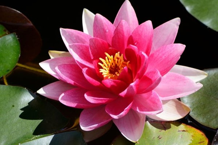 Lotus Çiçeği Nasıl Kurutulur? - Güncel Oku