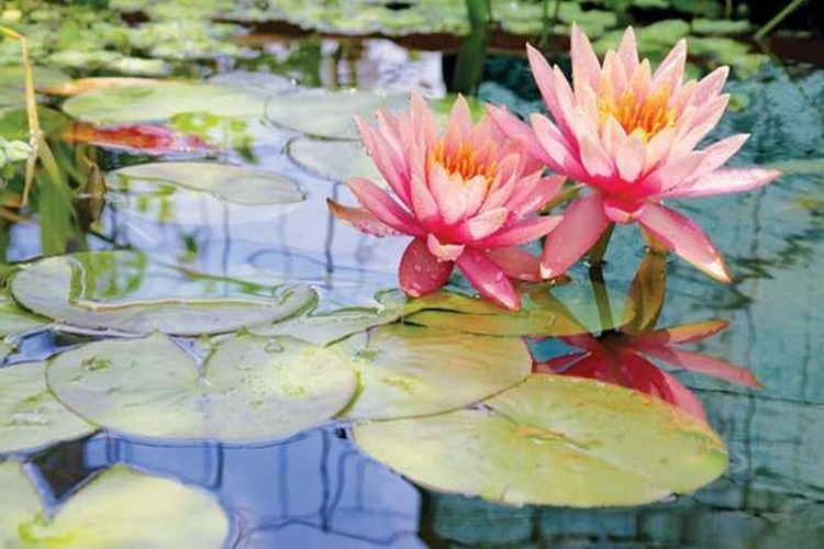 Lotus Çiçeği’nin Faydaları Nelerdir? - Güncel Oku
