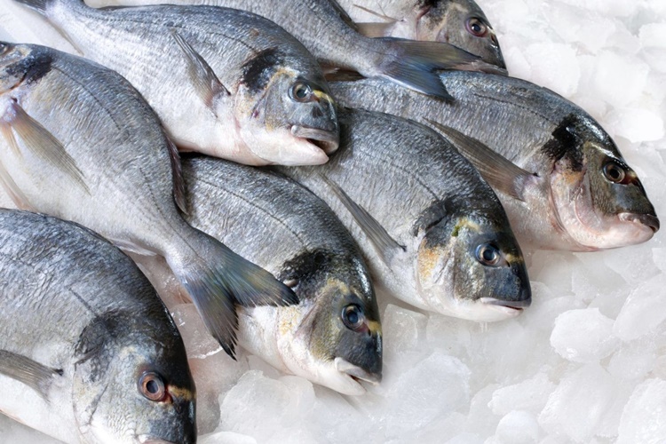 Lüfer Dondurulur Mu? - Güncel Oku