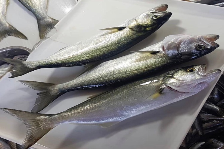 Lüfer Kılçıklı Mı? - Güncel Oku