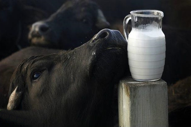 Manda Sütü Doğumu Geciktirir Mi? - Güncel Oku