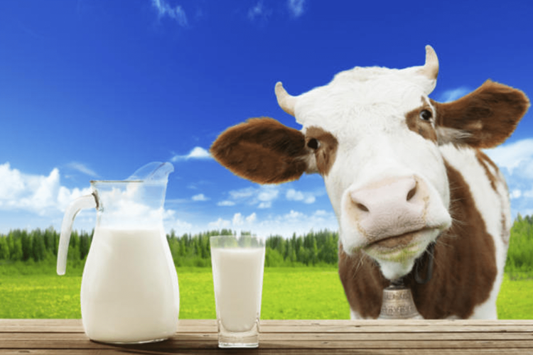 Manda Sütü Nasıl Mayalanır? - Güncel Oku