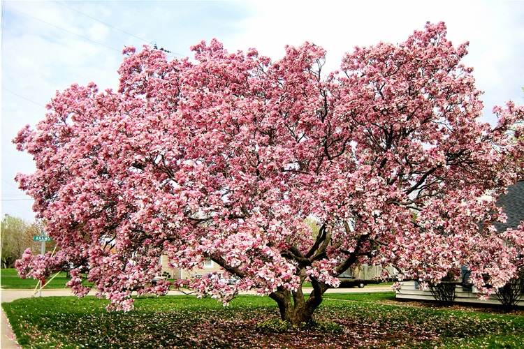 Manolya Ağacı Tohumu Nasıl Ekilir? - Güncel Oku