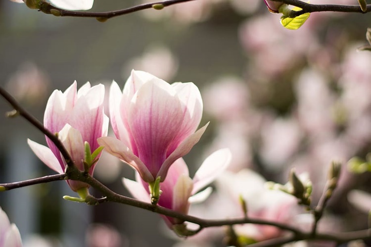 Manolya Çiçeği Nedir? - Güncel Oku