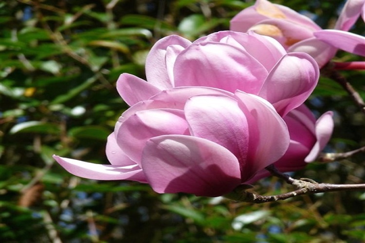 Manolya Çiçeğinin Bakımı Nasıl Yapılır? - Güncel Oku