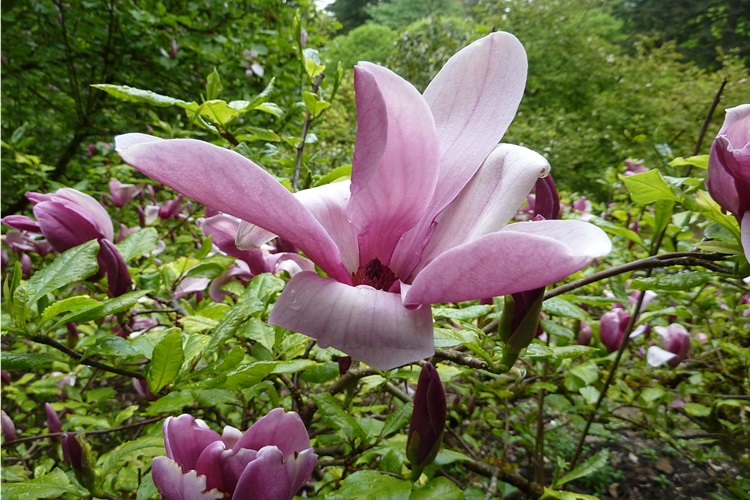 Manolya Ne Zaman Çiçek Açar? - Güncel Oku