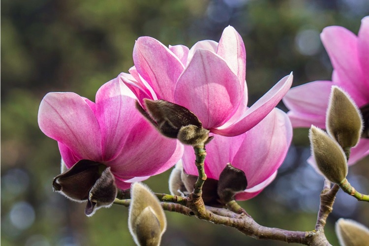 Manolya Tohumu Nasıl Ekilir? - Güncel Oku