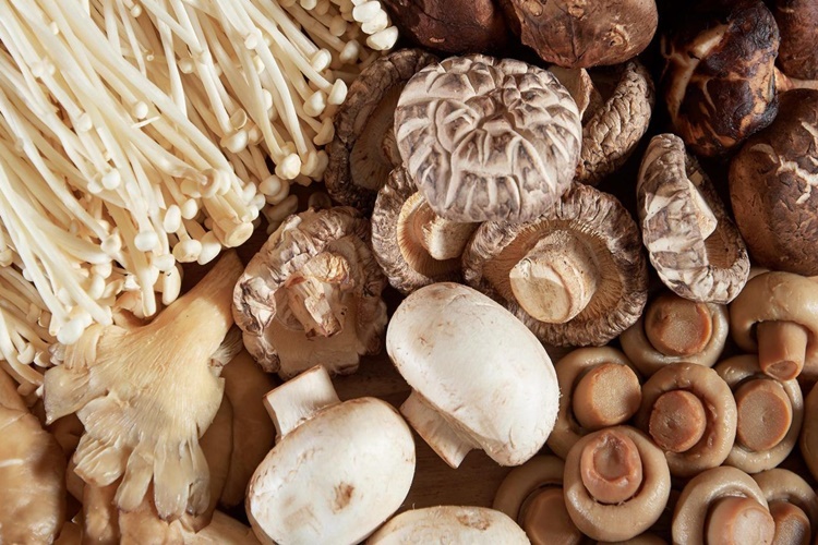 Mantar Dondurulur Mu? - Güncel Oku