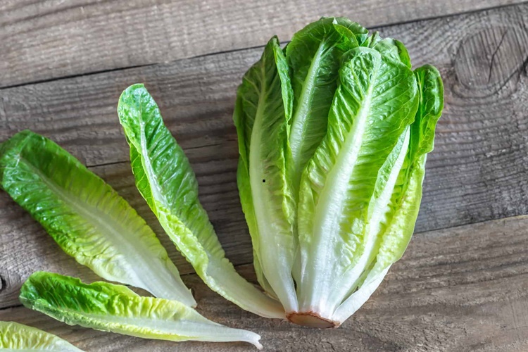 Marul Neden Çürür? - Güncel Oku