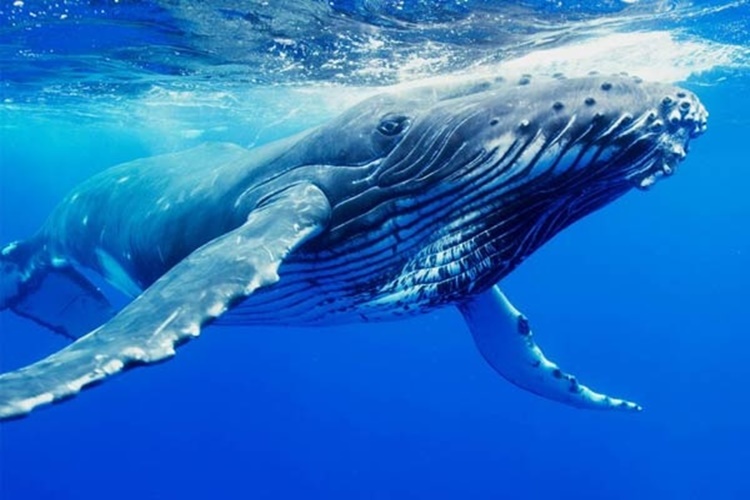 Mavi Balina Fiziksel Özellikleri Nelerdir? - Güncel Oku
