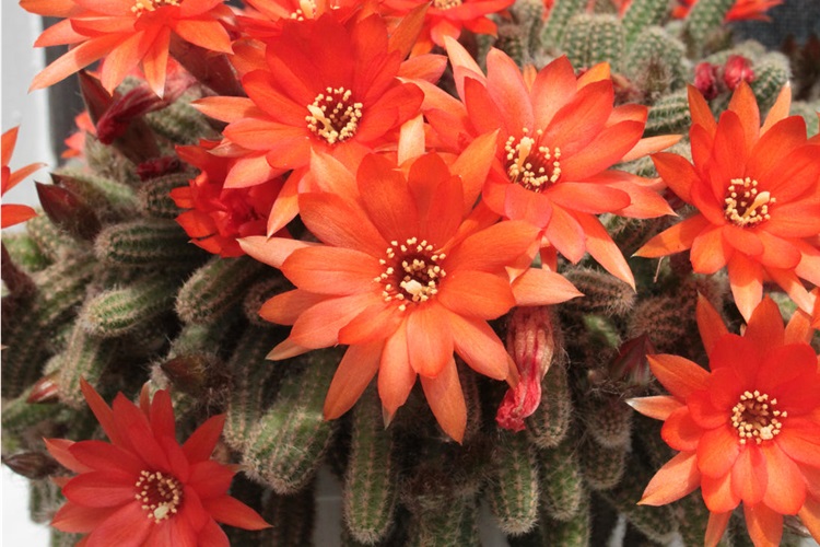 Maymun Kuyruğu Kaktüs Ne Zaman Çiçek Açar? - Güncel Oku