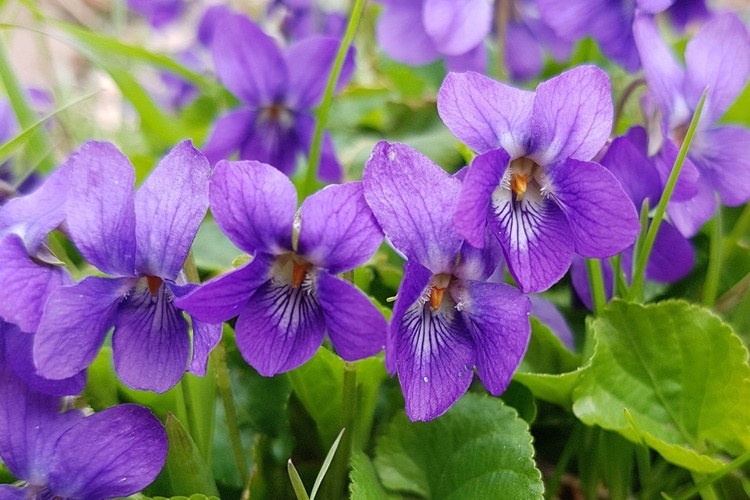 Menekşe Çeşitleri Nelerdir? - Güncel Oku