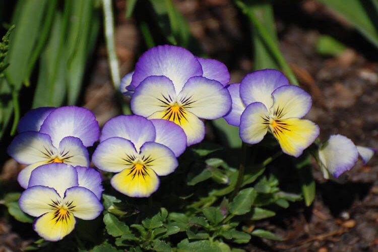 Menekşe Nasıl Kurutulur? - Güncel Oku