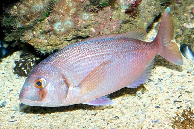 Mercan Balığı Faydaları Nelerdir? - Güncel Oku