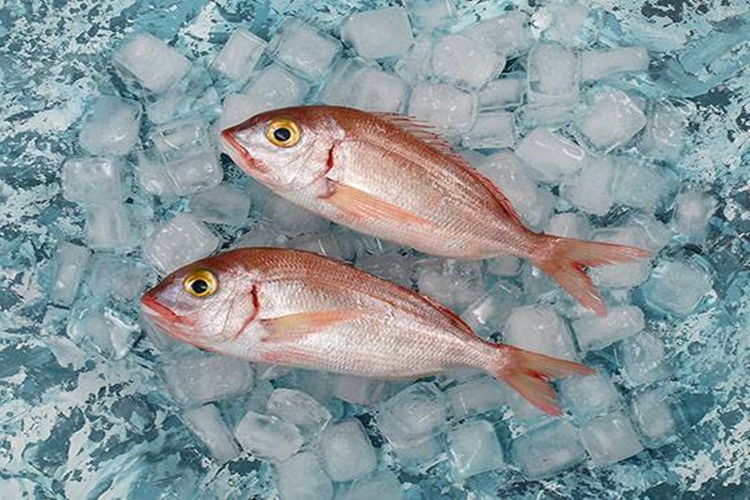 Mercan Balığı Hakkındaki Püf Noktaları - Güncel Oku