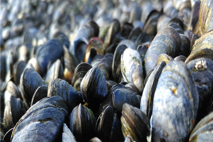 Midye Nasıl Oluşur? - Güncel Oku