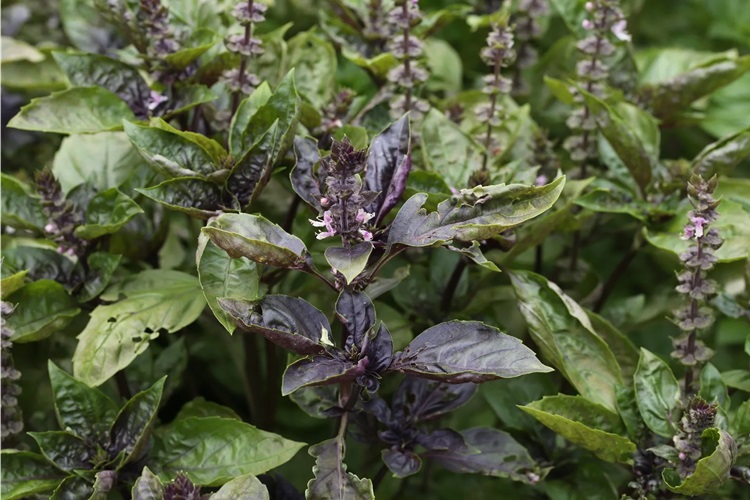 Mor Reyhan Tohumu Nasıl Ekilir? - Güncel Oku