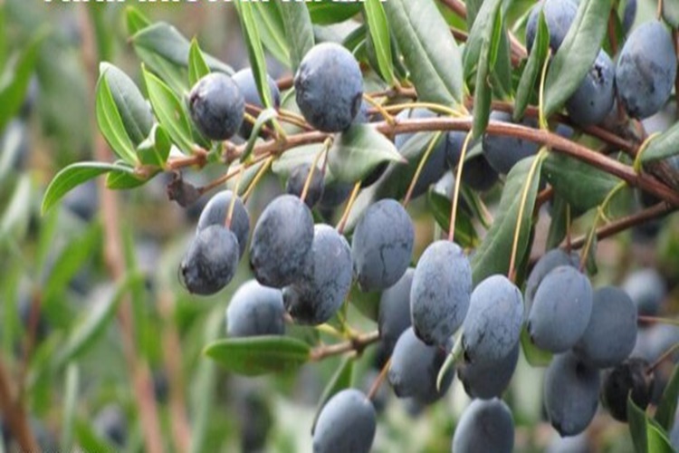 Murt Meyvesi Nasıl Tüketilir? - Güncel Oku