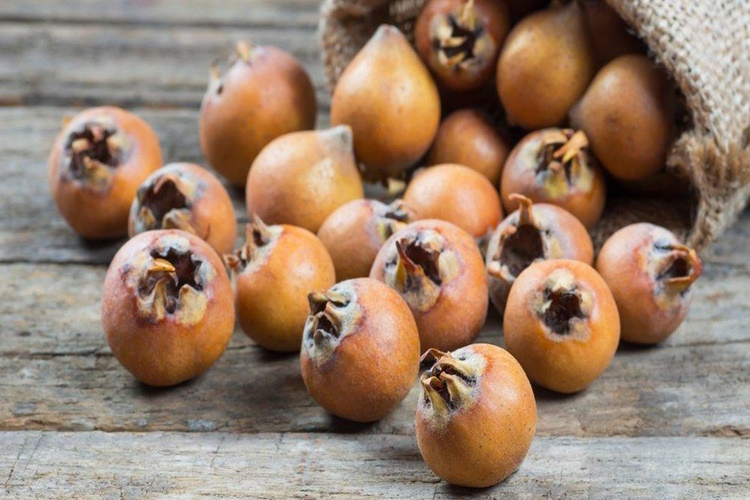 Muşmula Hangi Ayda Toplanır? - Güncel Oku