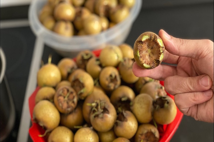 Muşmula Nasıl Tüketilir? - Güncel Oku