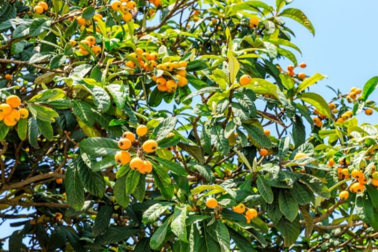 Muşmula Ne Kadar Yenmeli? - Güncel Oku