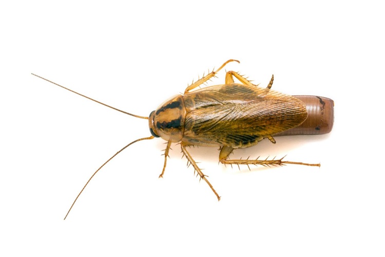 Mutfakta Hamam Böceği Neden Olur? - Güncel Oku