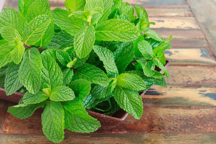 Nane Cinsel Gücü Artırır Mı? - Güncel Oku