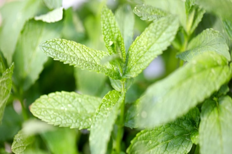 Nane Karaciğeri Temizler Mi? - Güncel Oku