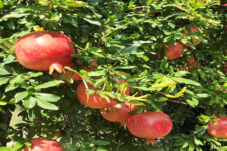 Nar Çatlaması Nasıl Önlenir? - Güncel Oku